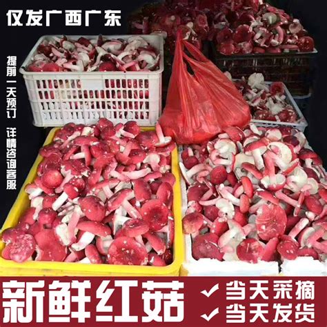 2022广西浦北新鲜红椎菌土特产正宗野生红椎菌红菇红菌菇红菌鲜菇 yi1061985032