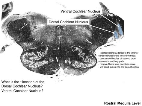 Ppt Lab 8 Powerpoint Presentation Free Download Id 9585720
