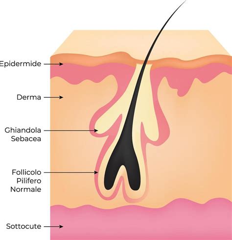 Epidermide Derma Sottocute Science Design Vecto Illustration Diagram 53257298 Vector Art At Vecteezy