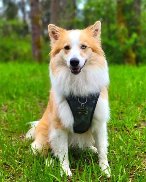 Shetland Sheepdog Mixes 31 Cute Sheltie Hybrid Dogs