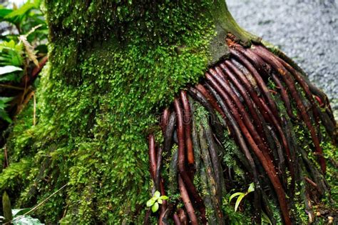 Alien Looking Roots Coming Out Of Base Of Tree Trunk Stock Photo