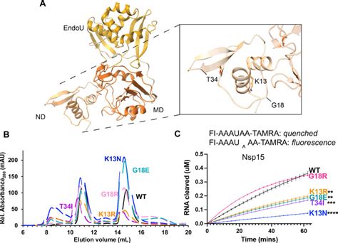 Biochemical Characterization Of Emerging Sars Cov 2 Nsp15 Endoribonuclease Variants Pmc