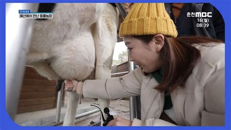 전국시대 젖소 우유짜기 어떻게 하는걸까 Youtube