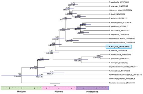 Dated Whole Mitochondrial Genome Phylogeny Dates Are Provided In