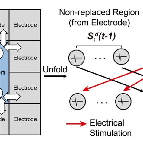 Figure Experimental Setup For Replacing A Sub Region Of A Biological