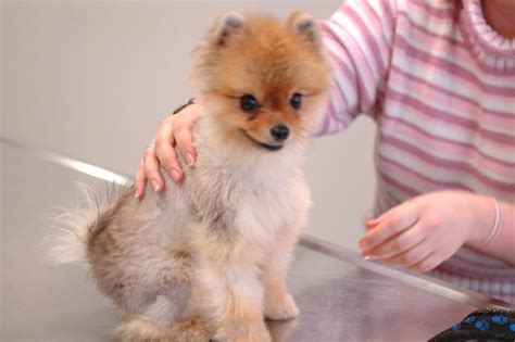 Выпадает шерсть у шпица 58 фото картинки Sobakovod Club