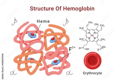 Poster Hemoglobin Molecule Structure Medical Education Scheme With