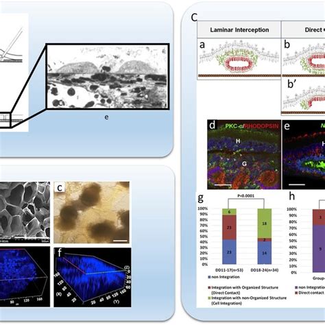 Tissue Engineered Approaches For In Vivo Transplantation A A Schematic