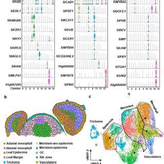 Cell Heterogeneity And Spatial Distribution Download Scientific Diagram