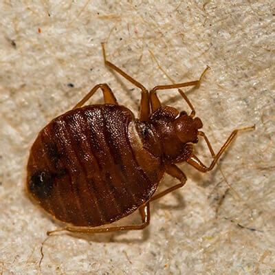 Bug Zero Pest Control Services In Springfield Cape Girardeau