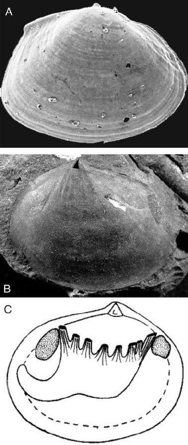 6 A Pojetaia Runnegari From The Botomian Age Early Cambrian Of Download Scientific Diagram