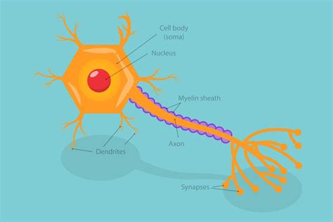 Axon Connection Vector Art Icons And Graphics For Free Download
