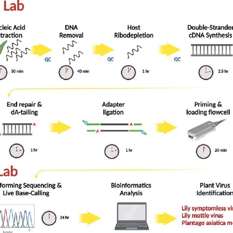 Workflow For Preparation Oxford Nanopore Technologies Ont Sequencing Download Scientific