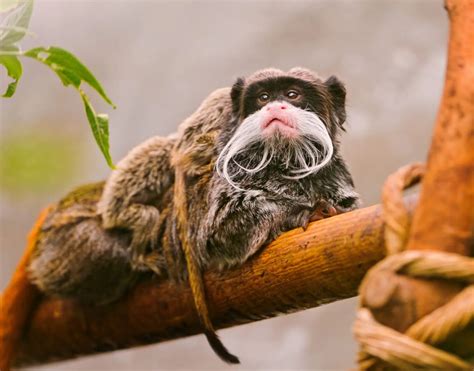 Emperor Tamarin Habitat