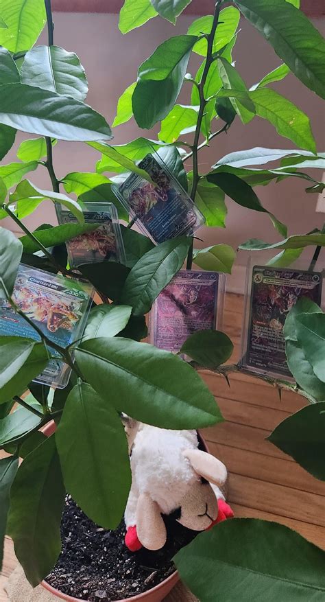 I Cant Believe My Pokémon Tree Is Already Bearing Fruit Rpokemontcg