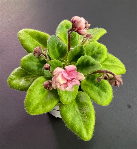 Hunters Sweet Sakura African Violet 2 Live Plant Appalachian Violets