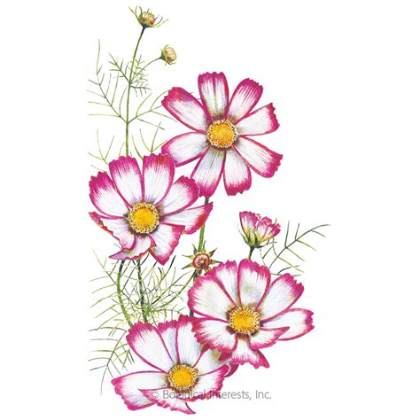 Cosmos Candystripe Cosmos Seeds Sustainable Organic Q8