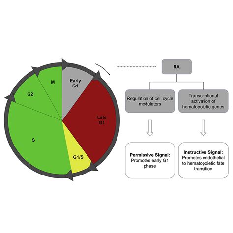 Retinoic Acid Promotes Endothelial Cell Cycle Early G1 State To Enable