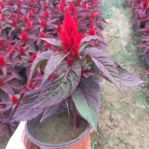 一支笔花卉图片 一本书一支笔图片 大山谷图库