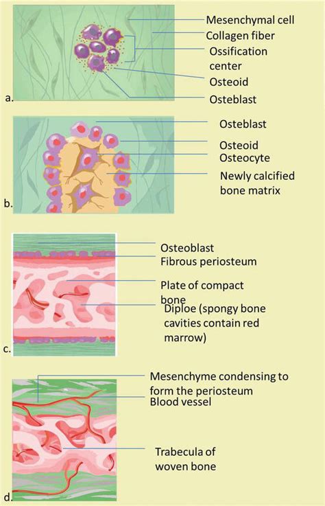Endochondral Ossification Vs Intramembranous Ossification