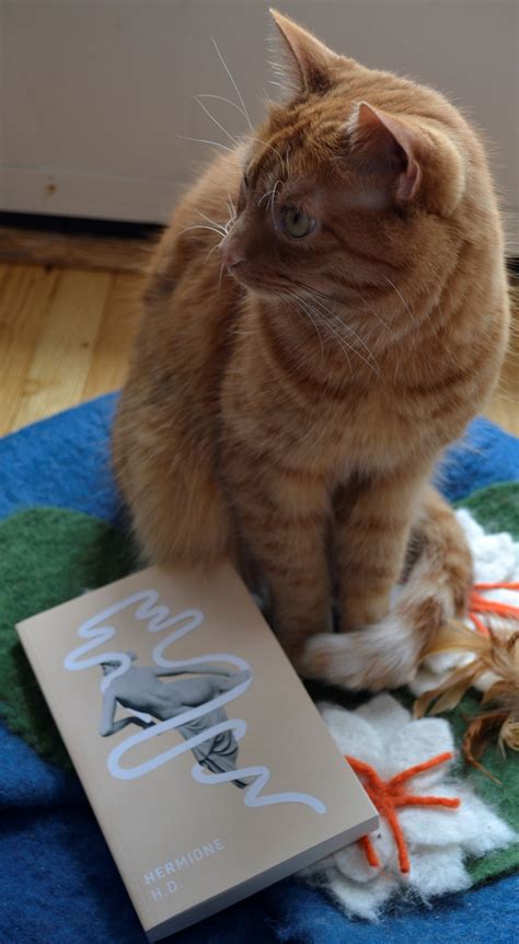 Hermione Old Paper And Cats Reviews By S Hargrave