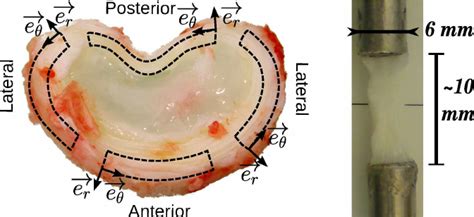 Specimen Extraction And Sample Download Scientific Diagram