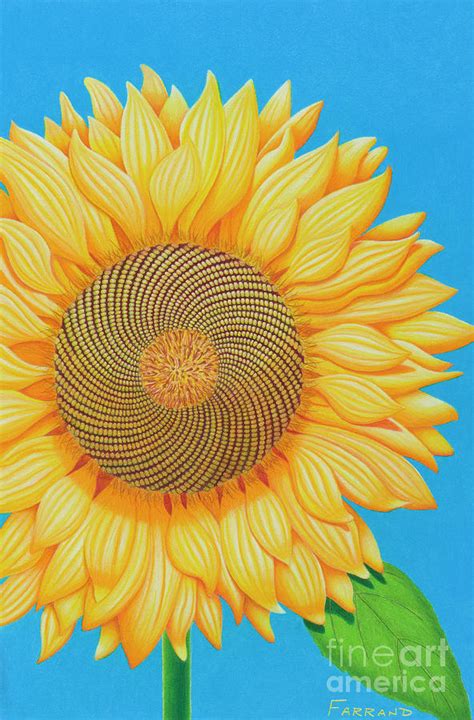 Fibonacci Flower Painting By Tracy Farrand Fine Art America
