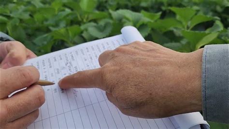 산청 딸기 팁번 시들음병 짝병 잿빛곰팡이 착과불량 Youtube