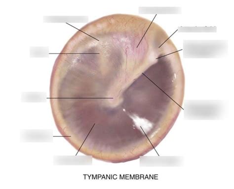 Tympanic Membrane Landmarks Diagram Quizlet