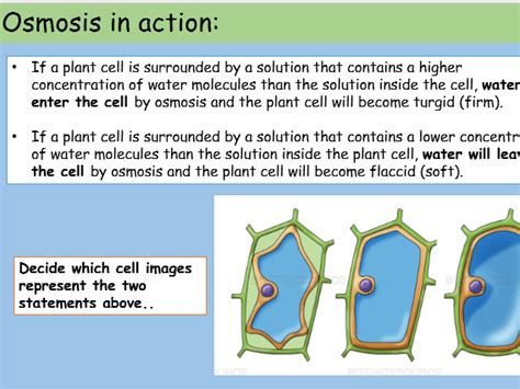 Diffusion Osmosis And Active Transport GCSE Full Lesson Teaching Resources