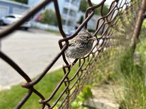 Chipping Sparrow Fledgling R Whatsthisbird