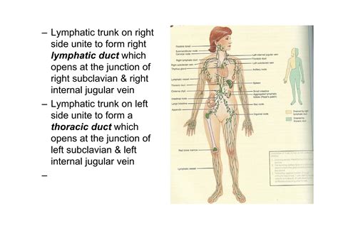 Lymphatic Tissue Physiopdf