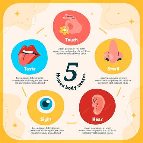 Infografía De Los 5 Sentidos Dibujada A Mano Vector Gratis