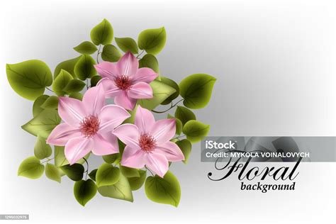 녹색 잎의 배경에 클레마티스의 분홍색 밝은 꽃 꽃 디자인 배경 엽서 템플릿 포스터 Eps10 으아리에 대한 스톡 벡터 아트 및 기타 이미지 Istock