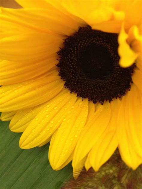 배경 화면 노랑 플로라 꽃잎 육상 식물 꽃 피는 식물 닫다 매크로 사진 식물 줄기 데이지 가족 해바라기 씨 2448x3264 475818 배경