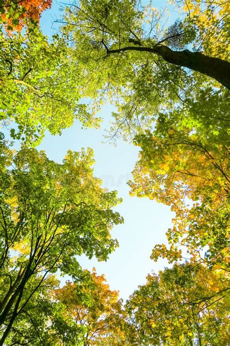 Autumn Nature Scene Background Leaves And Trees Outdoors Stock Image