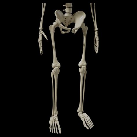 3d Obj Human Skeleton