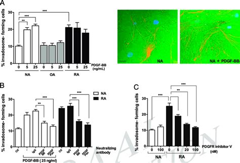 Pdgf Activity Regulates Invadosome Formation By Ra Synoviocytes A C Download Scientific
