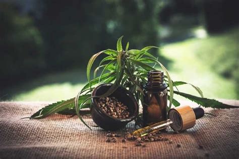 Northwestern University In The Us Researching Thc As A Potential