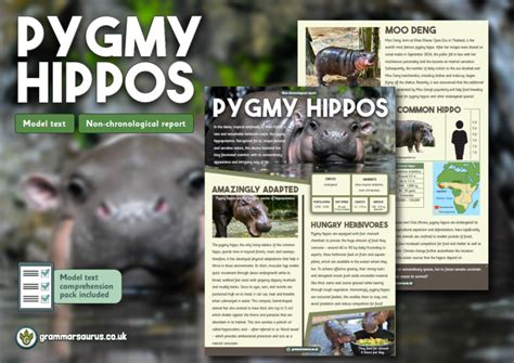 Year 6 Model Text Non Chronological Report Pygmy Hippos Grammarsaurus