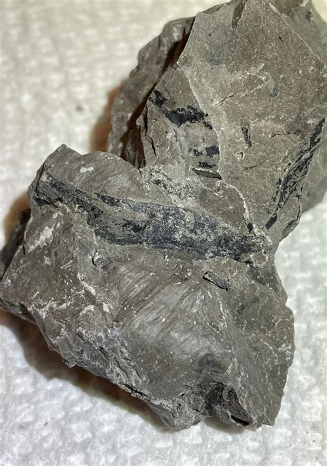 Chondrichthyan Spines From Utica Illinois Fossil Id The Fossil Forum