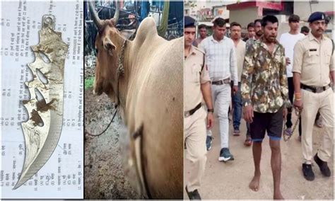 गाय को चाकू मारने वाला बेरहम बदमाश गिरफ्तार पुलिस ने शहर में निकाला