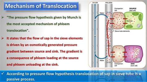 Phloem Loading Food Transported Pptx Gardening Home And Garden
