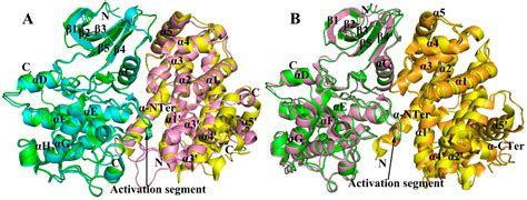 IJMS Free Full Text Insights On Structural Characteristics And Ligand Binding Mechanisms Of CDK