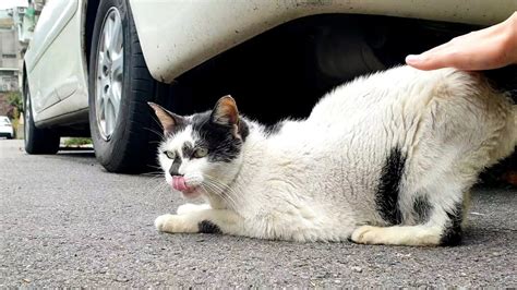 사람 좋아하는 애교쟁이 젖소냥 Youtube