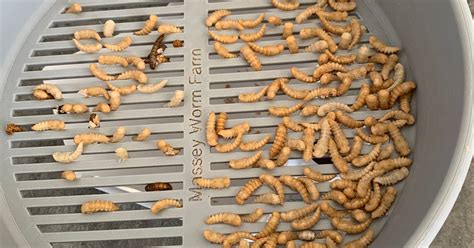 Mealworm Pupa Separator By Wlm320 Download Free Stl Model