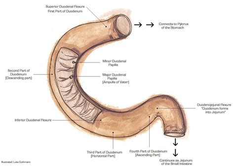 Diagram Of The Human Duodenum With Major Anatomical Locations Labelled