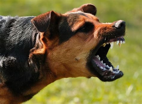 遛狗不栓绳，长沙一小孩被烈性犬咬伤，主人：我家狗从不咬人腾讯新闻