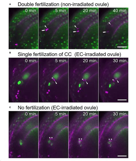 Fertilization Pattern Of Two Sperm Cells Released Into The Ovule With