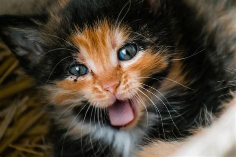 Premium Photo Cute Calico Kitten With Blue Eyes Looking At The Camera Litter Of Three Kittens